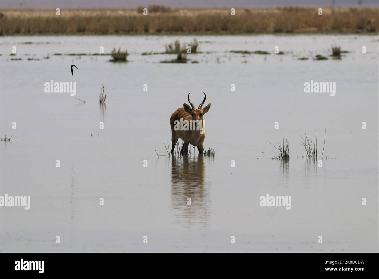 Reedbuck kenya hi-res stock photography and images - Alamy