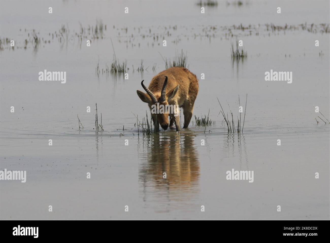 Reedbuck kenya hi-res stock photography and images - Alamy