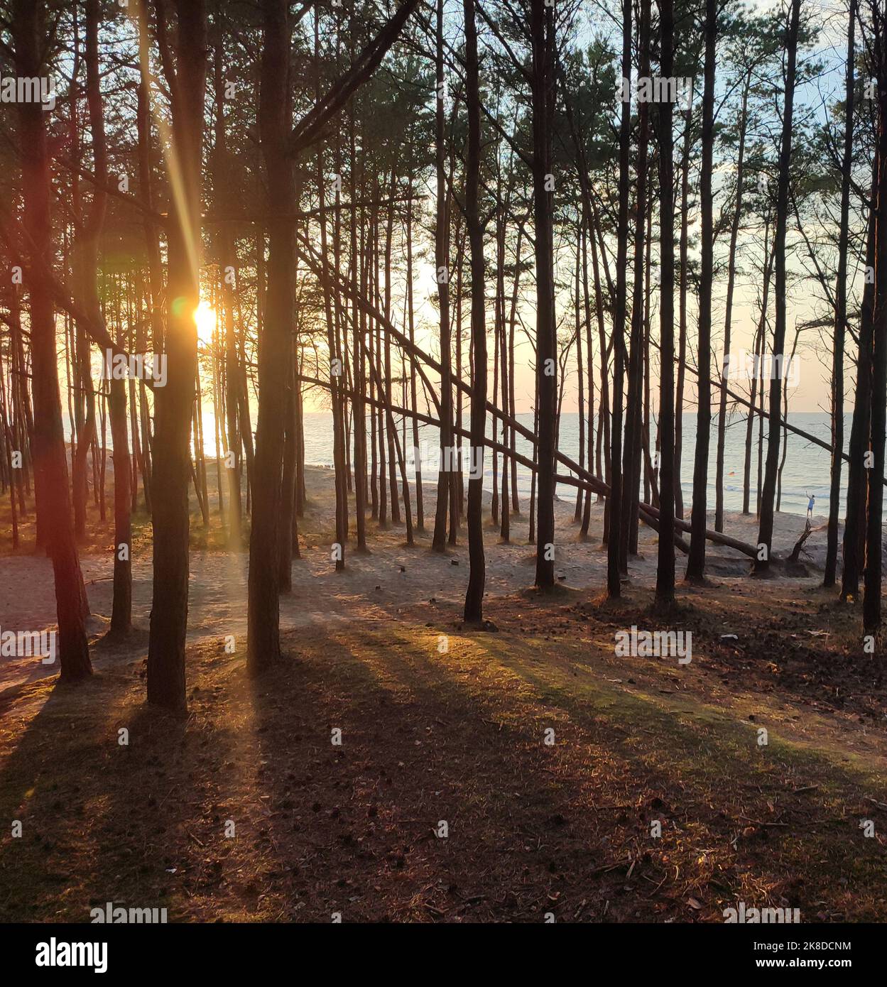 Beach on the Baltic Sea. Evening scenery with a sandy beach, dunes ...