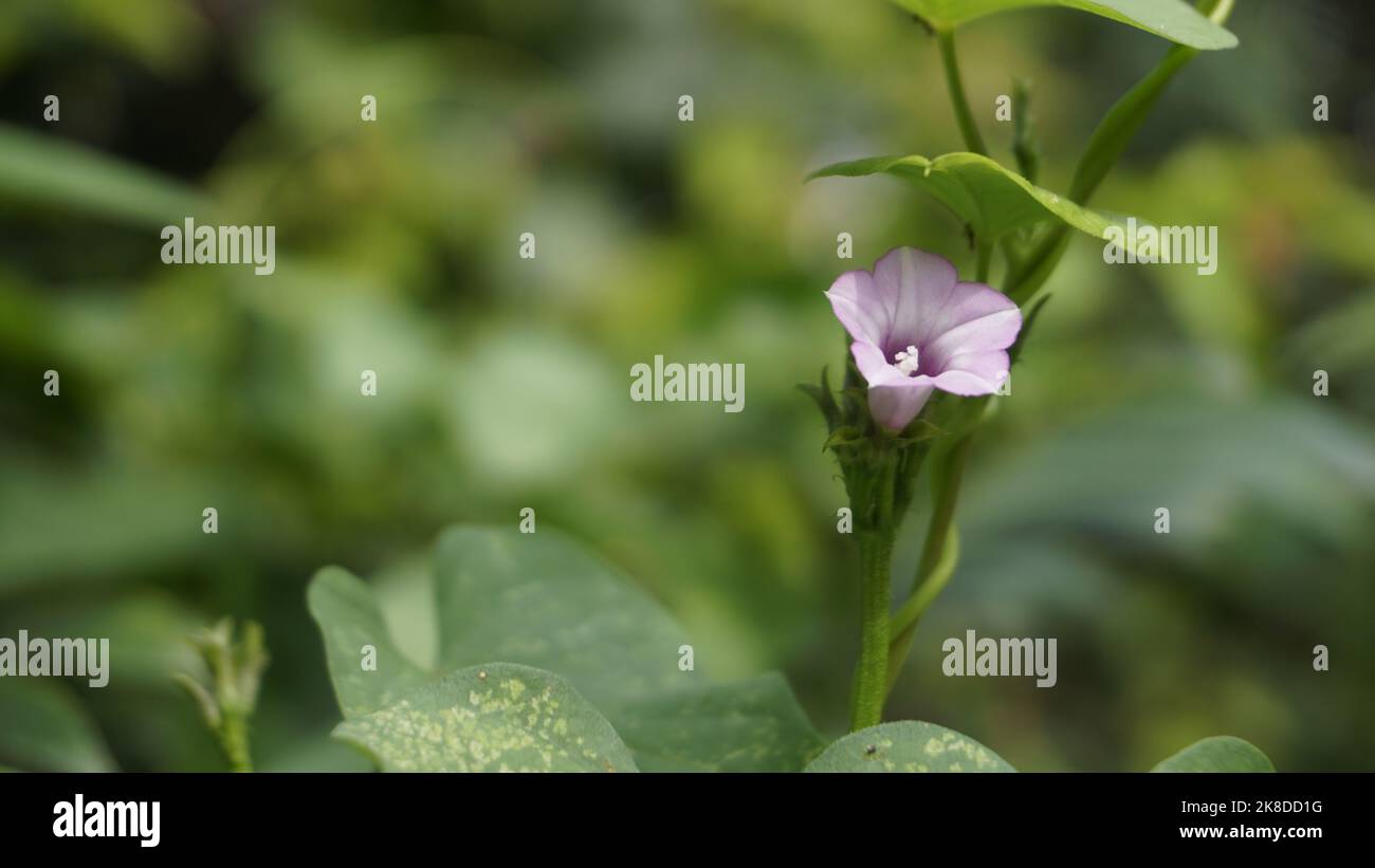 Ipomoea triloba also known as Little bell, Three lobed morning glory ...