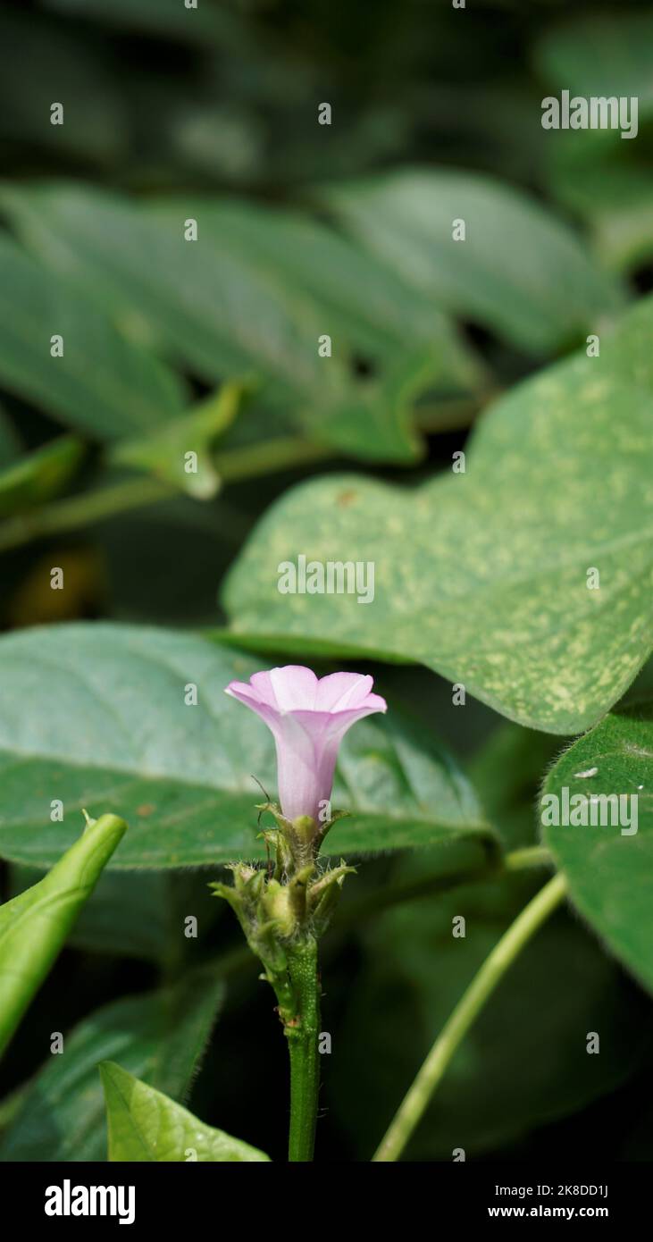 Ipomoea triloba also known as Little bell, Three lobed morning glory ...