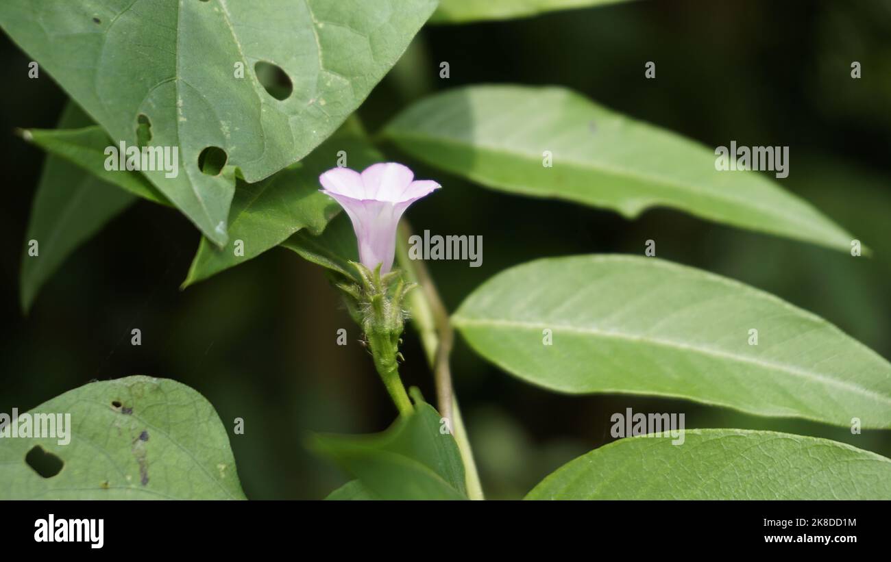Ipomoea triloba also known as Little bell, Three lobed morning glory ...