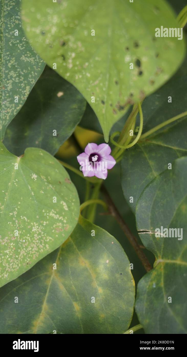 Ipomoea triloba also known as Little bell, Three lobed morning glory ...
