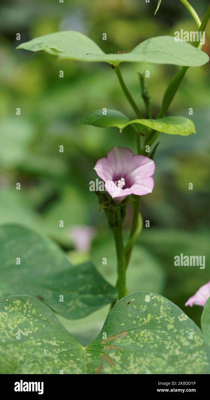 Ipomoea triloba also known as Little bell, Three lobed morning glory ...