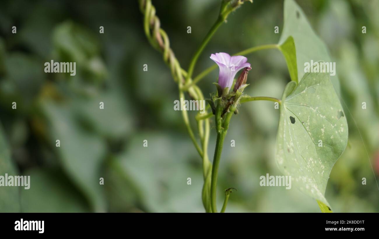 Ipomoea triloba also known as Little bell, Three lobed morning glory ...