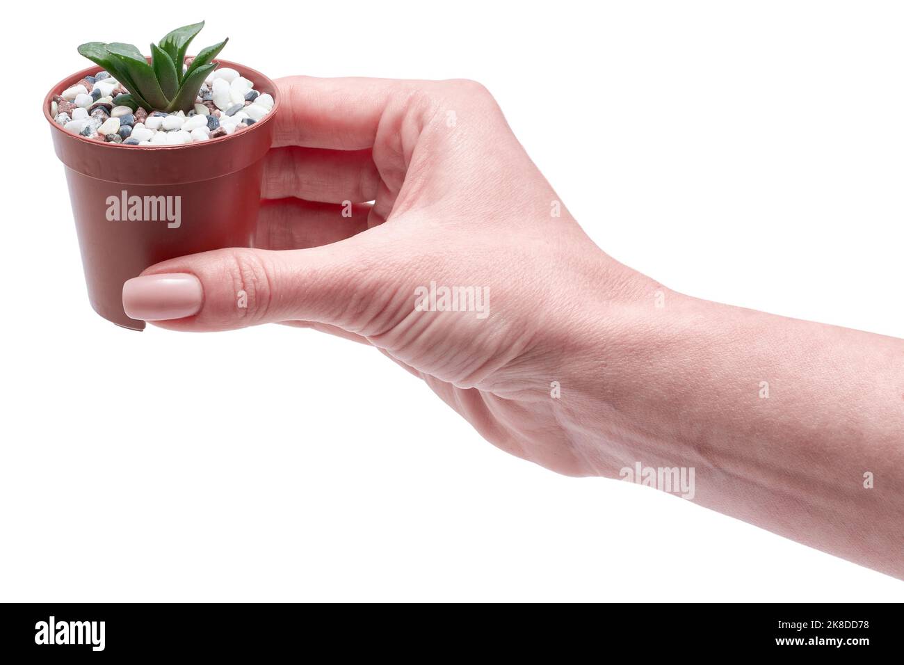 Woman holding Succulent haworthia Plant in brown plastic Pot Stock ...