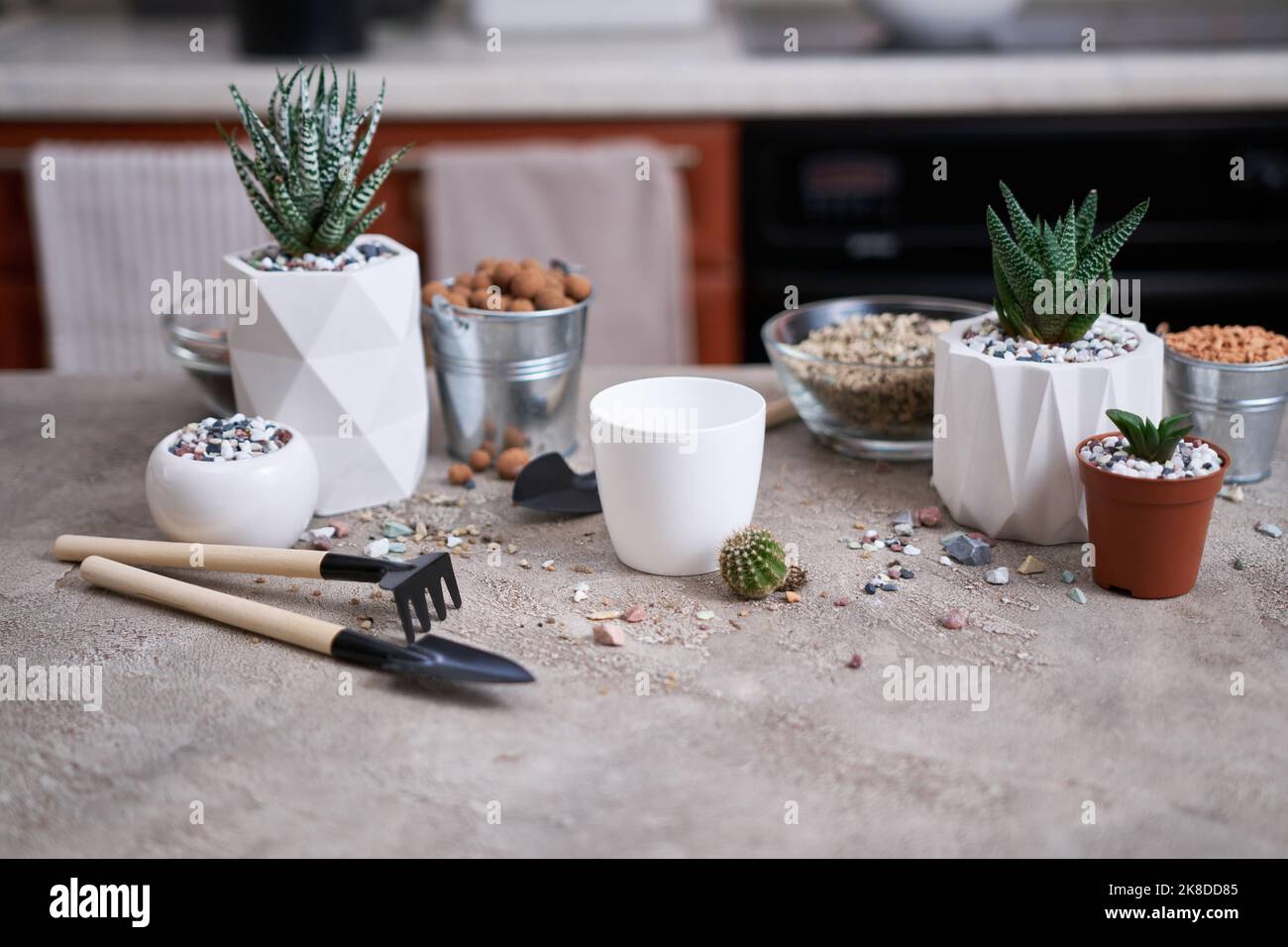 Cactus Plant with roots ready for planting into White plastic Pot Stock ...