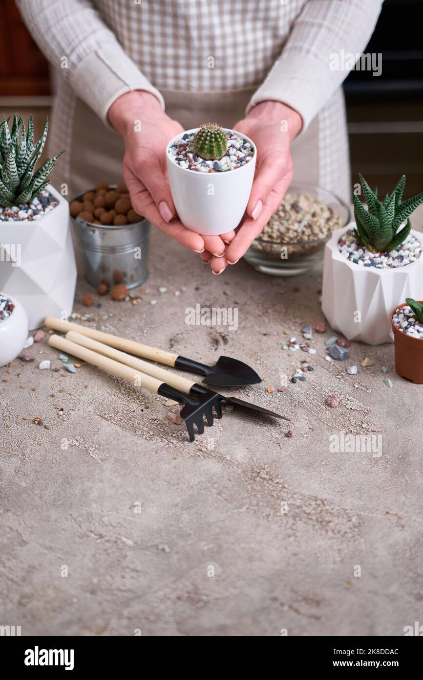 Woman holding Potted Cactus Plant in White plastic Pot Stock Photo - Alamy