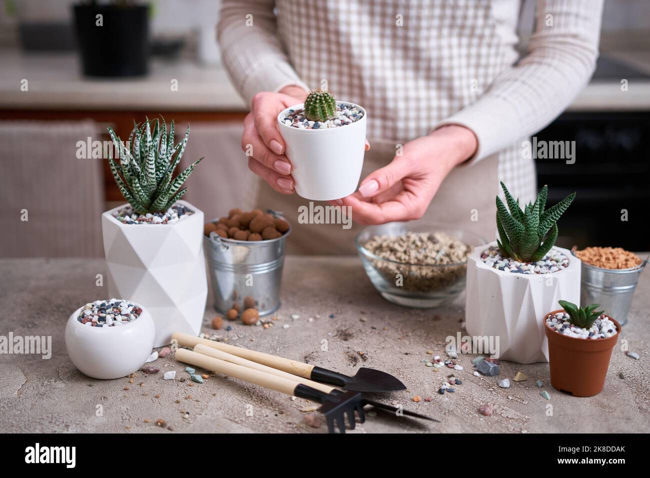 Woman holding Potted Cactus Plant in White plastic Pot Stock Photo - Alamy