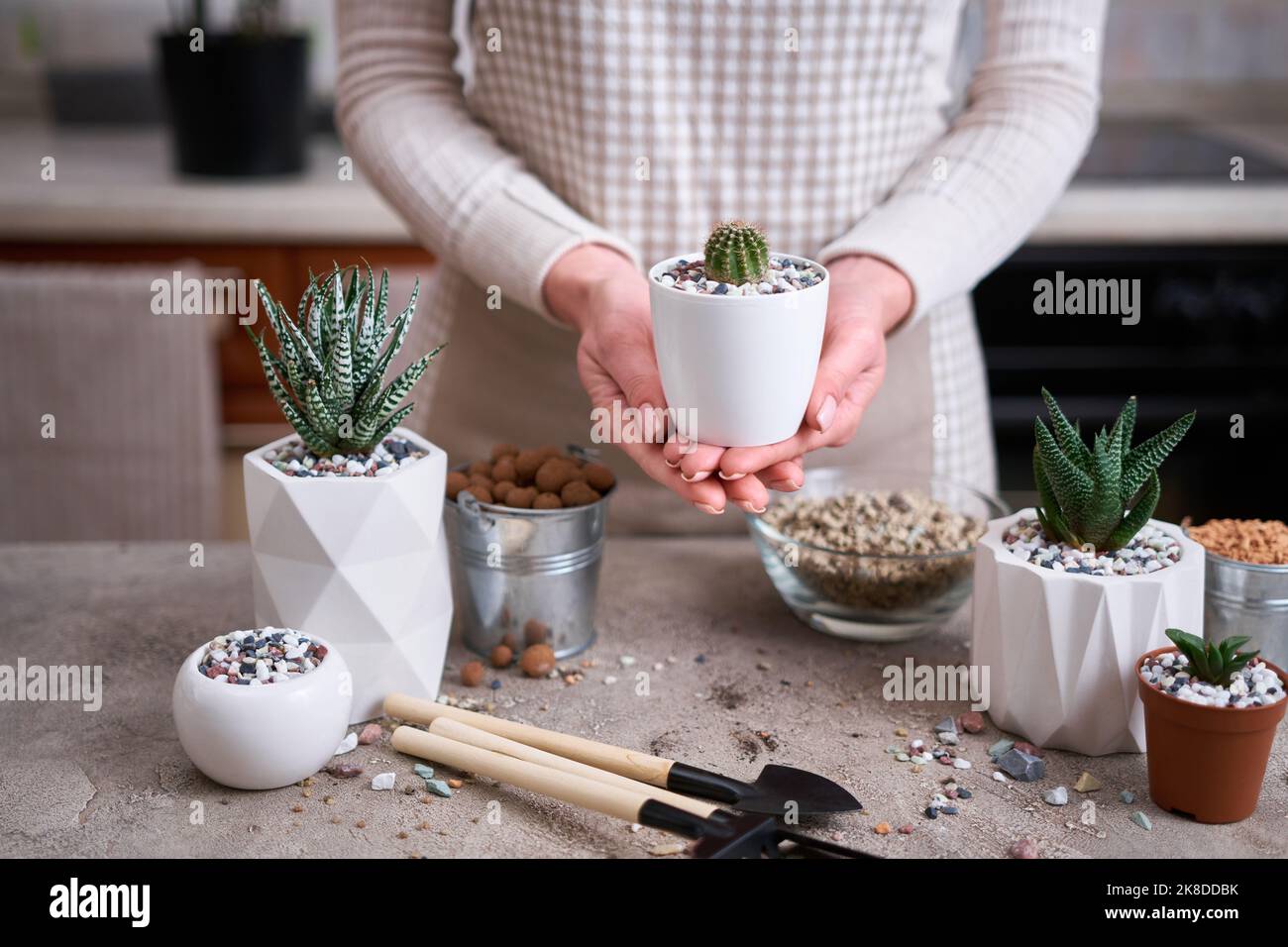 Woman holding Potted Cactus Plant in White plastic Pot Stock Photo - Alamy