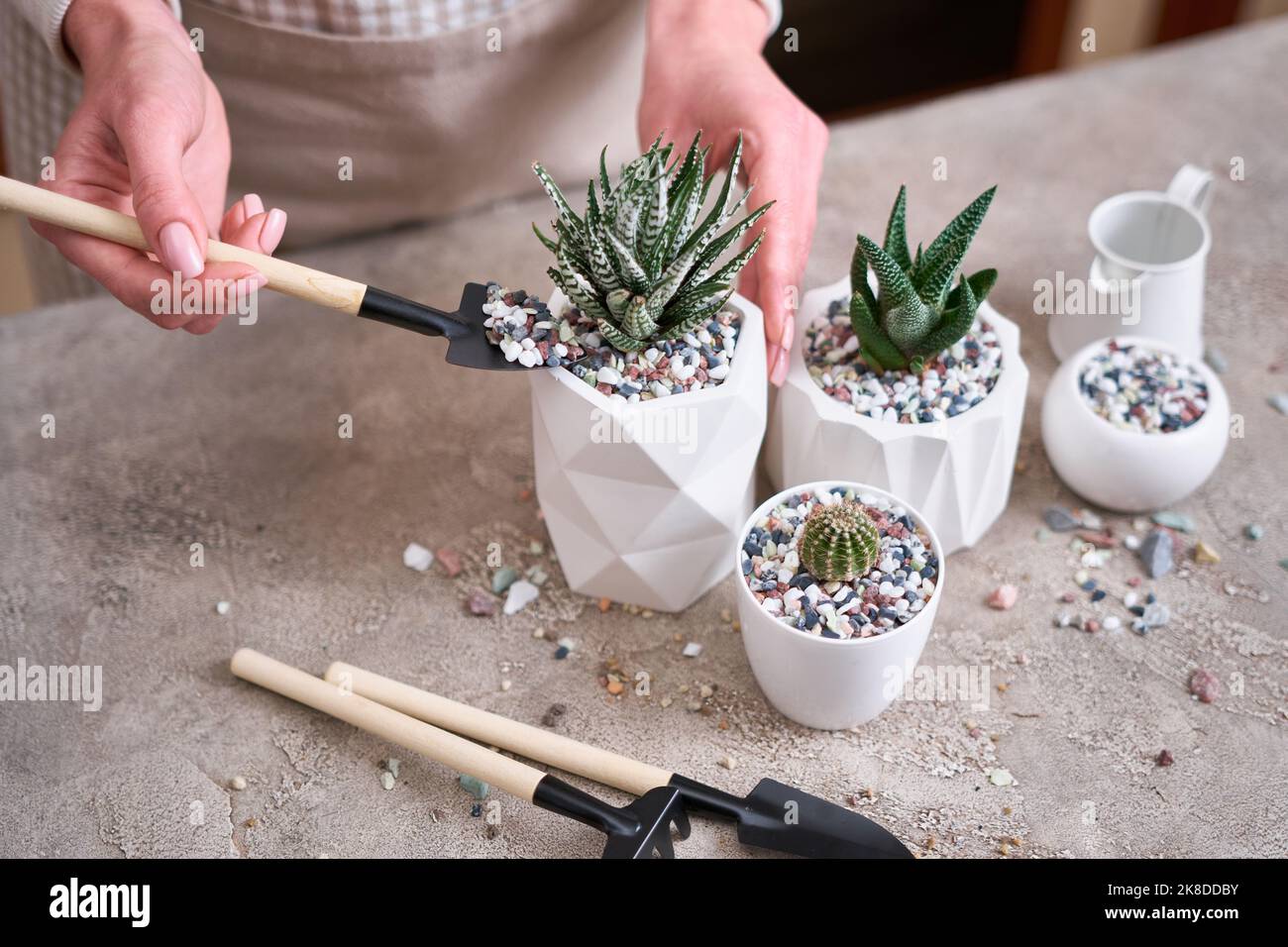 Woman planting Succulent haworthia Plant into White ceramic Pot Stock ...