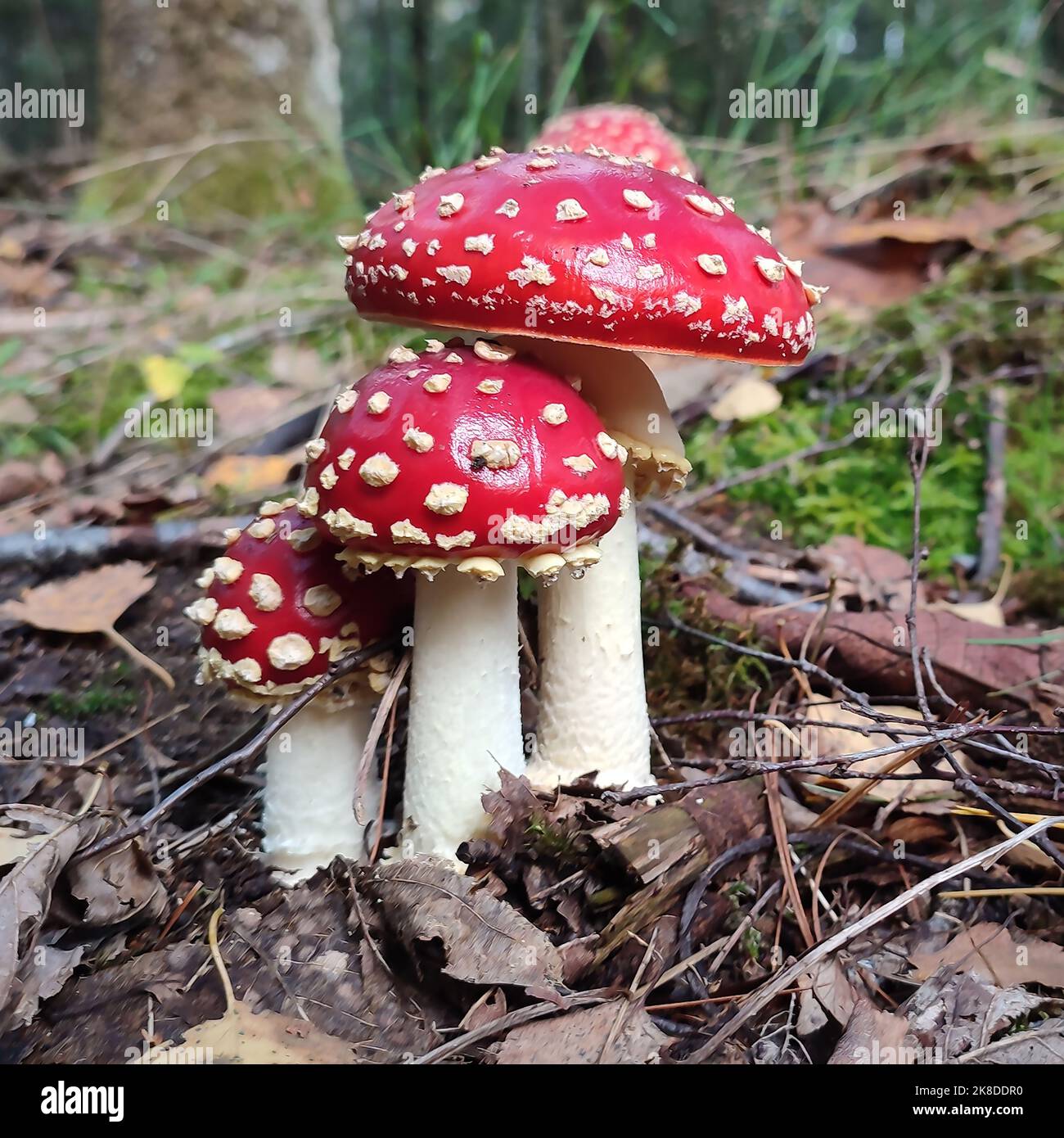 Red Amanita muscaria mushrooms in a forest Stock Photo - Alamy