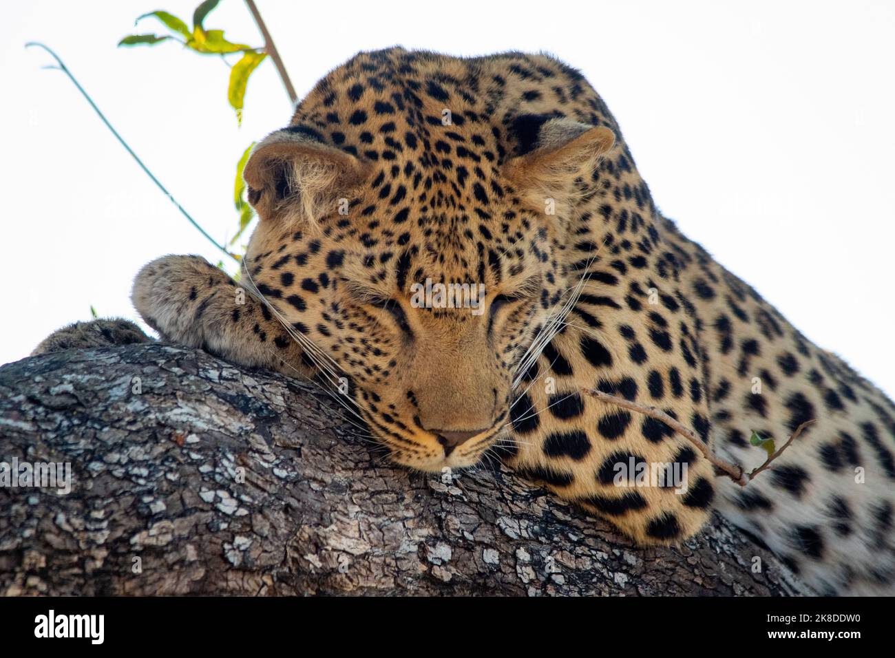Leopard sleeping in a tree Stock Photo - Alamy