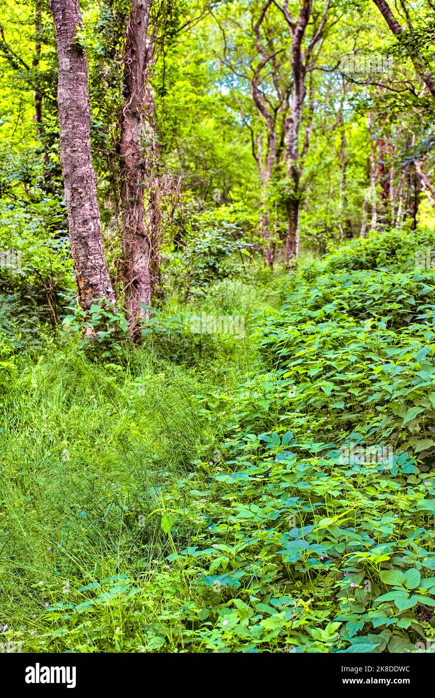 Thriving living ecosystem hi-res stock photography and images - Alamy