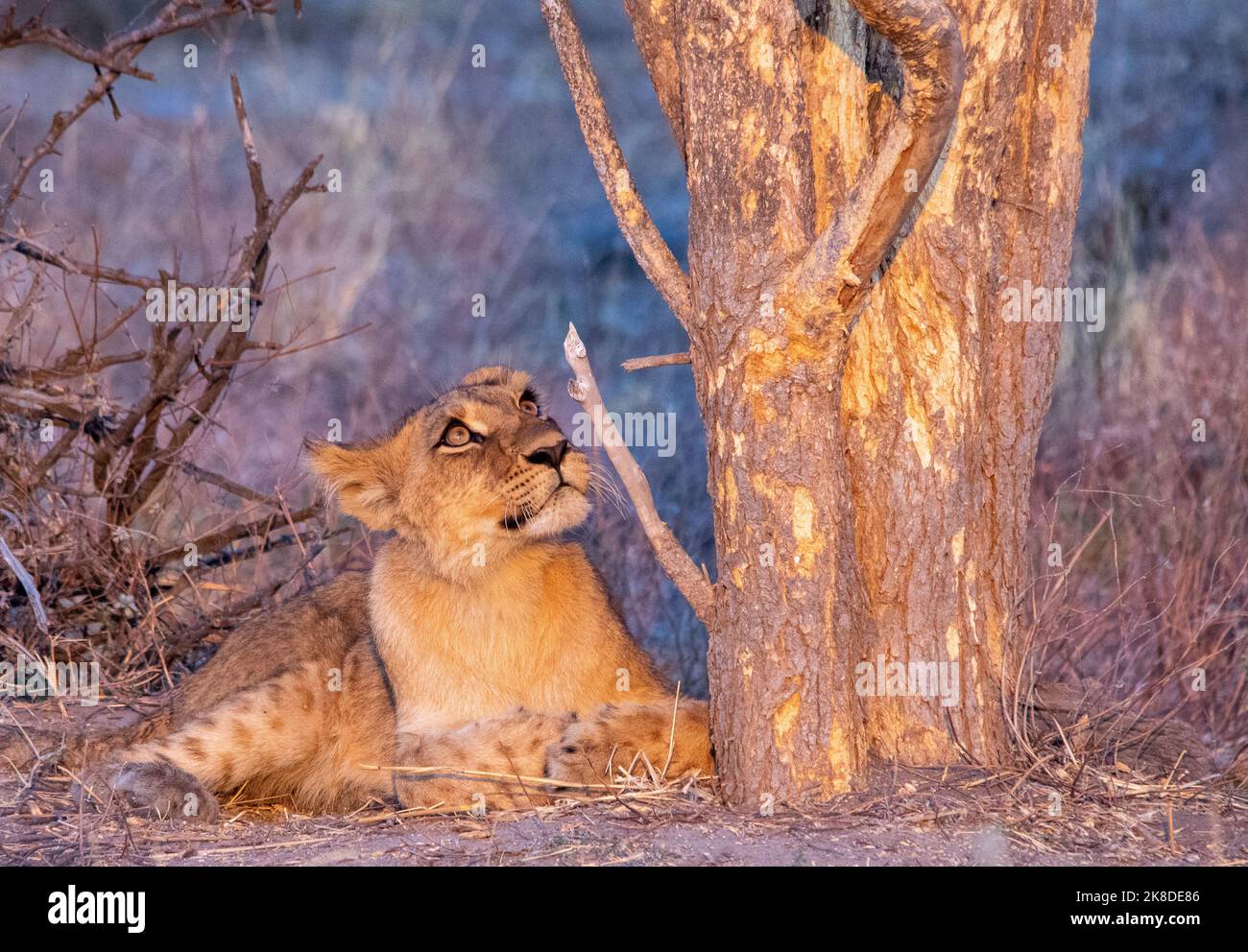 A sub-adult lion looks at scratch marks on a tree where it sharpened it ...