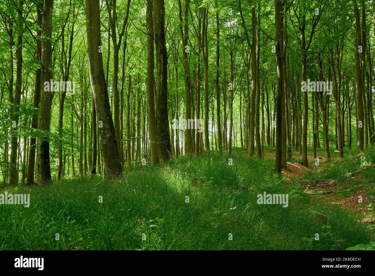 The forest in springtime - Denmark. Nature photos from Denmark Stock ...