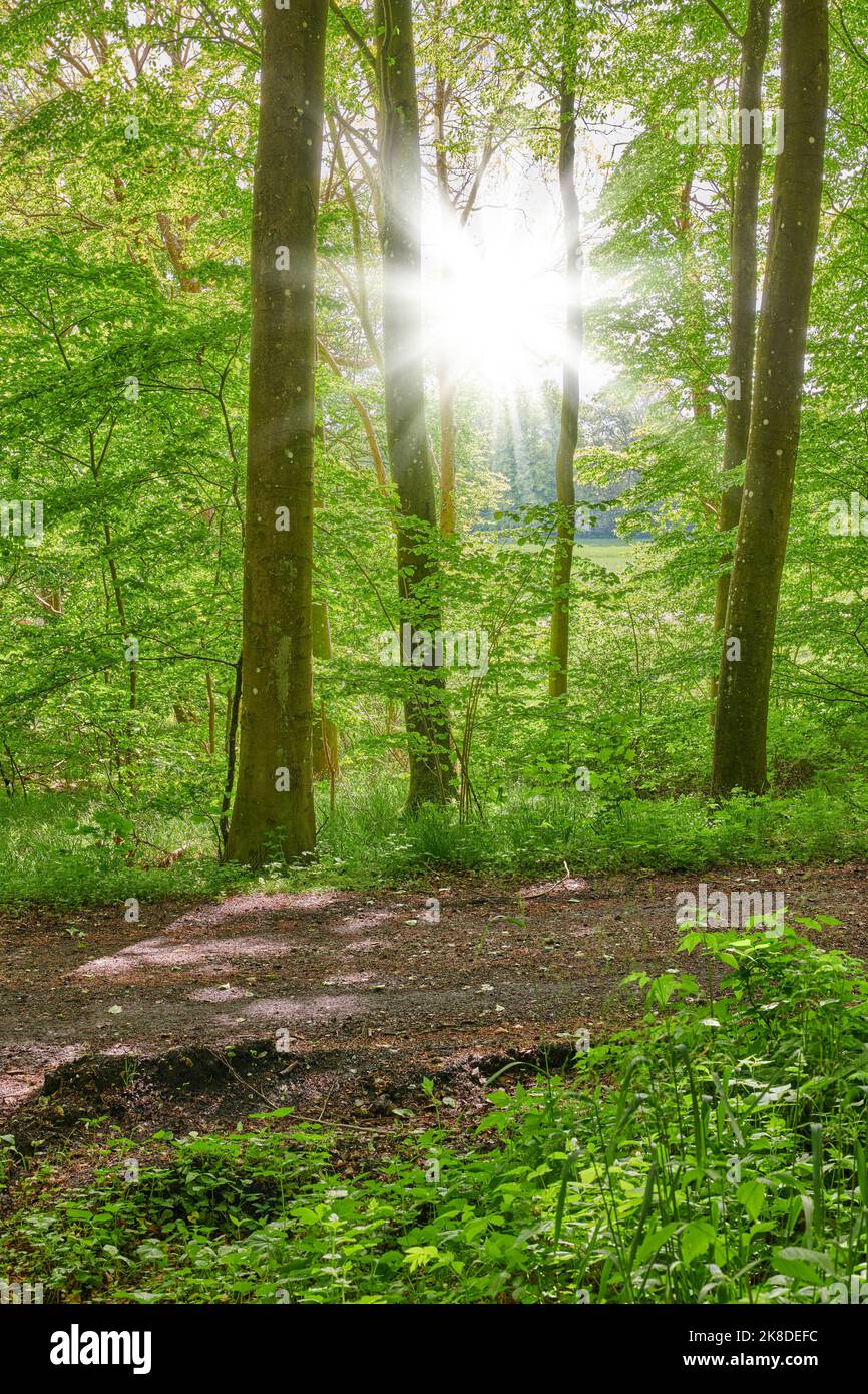 The forest in springtime - Denmark. Nature photos from Denmark Stock ...