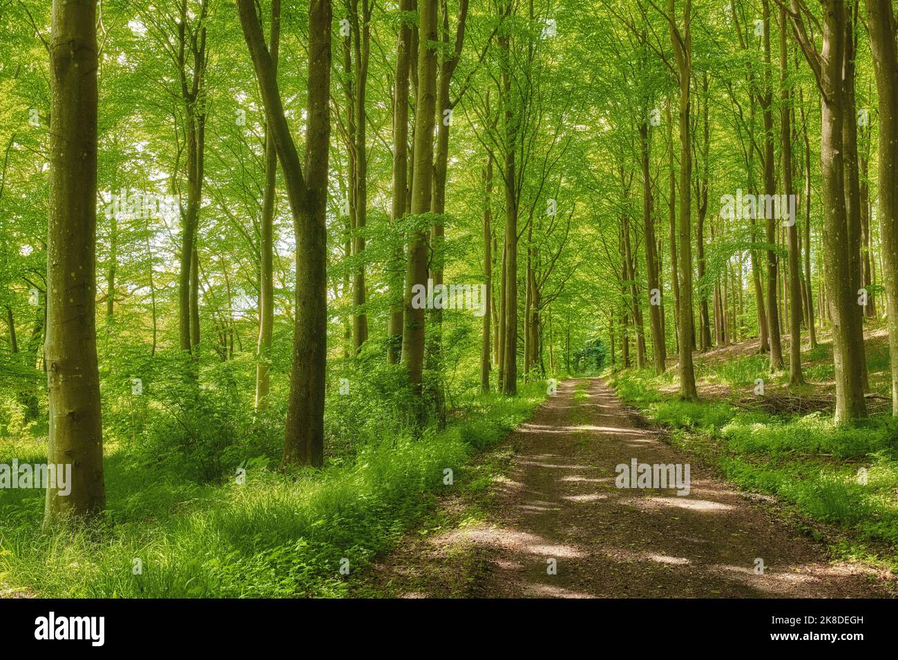 The forest in springtime - Denmark. Nature photos from Denmark Stock ...