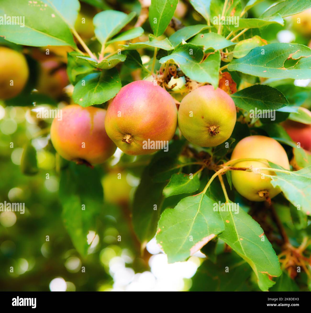 Life cycle of apple tree hi-res stock photography and images - Alamy