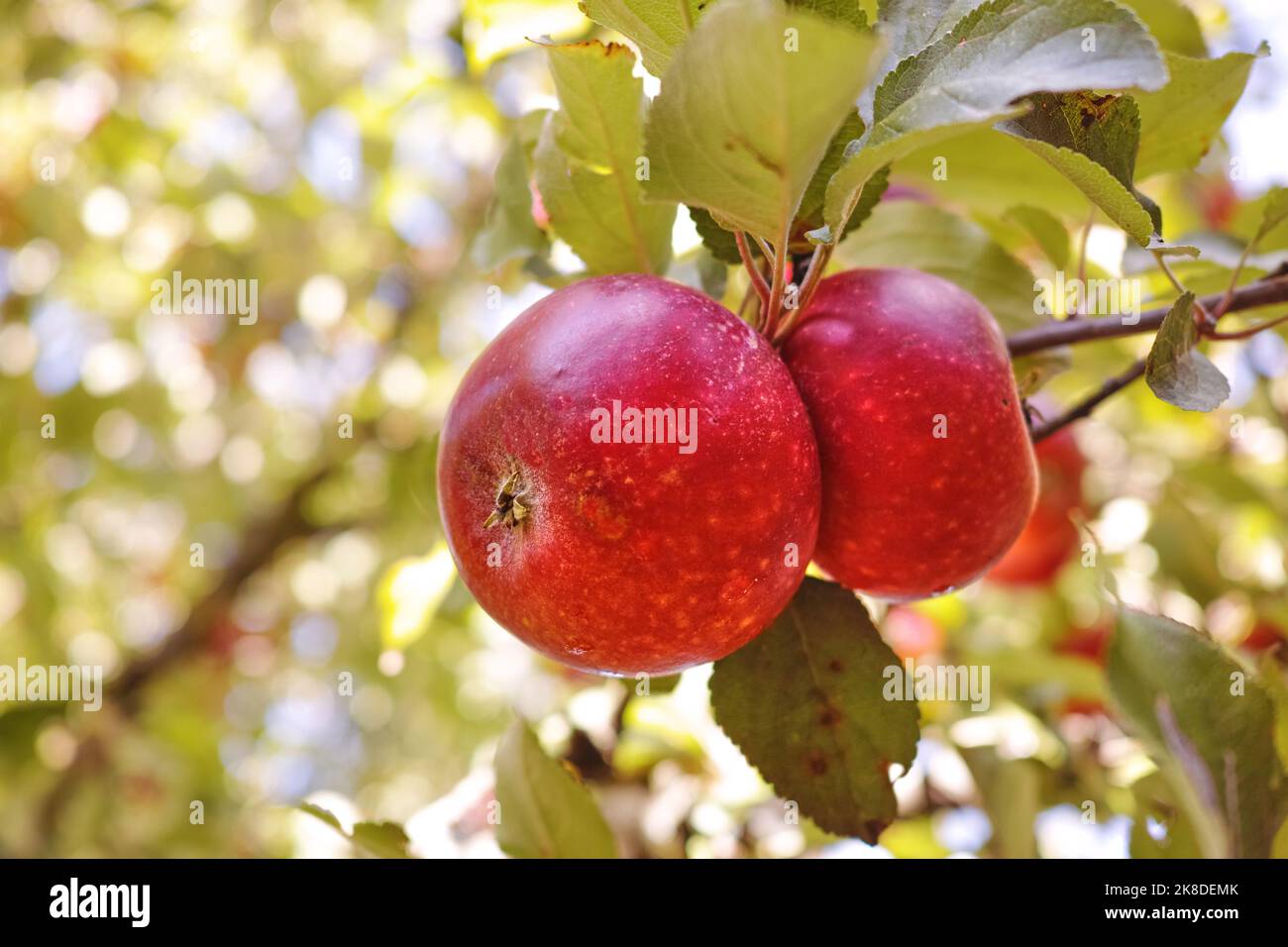 Life cycle of apple tree hi-res stock photography and images - Alamy