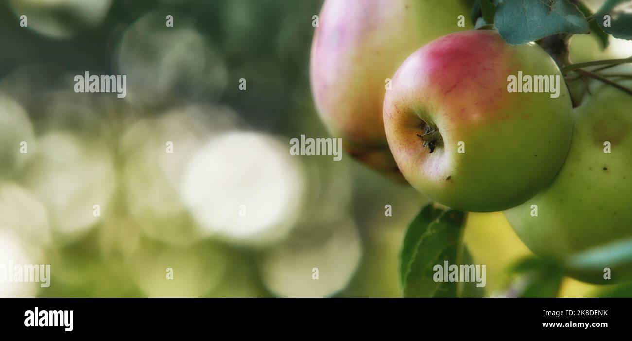 Life cycle of apple tree hi-res stock photography and images - Alamy