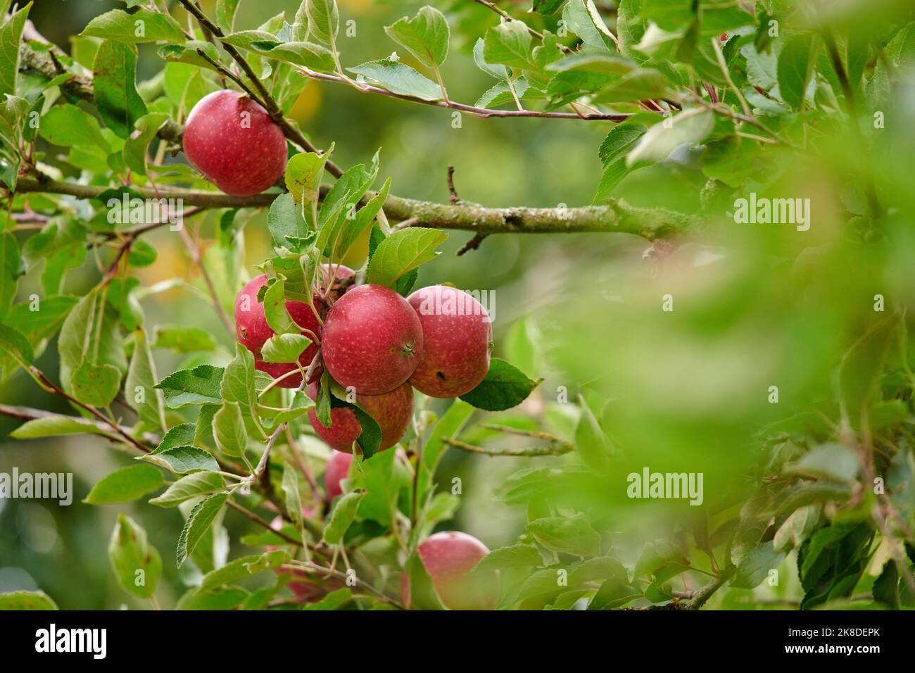 An apple per day keeps the doctor away. Apple-picking has never looked ...