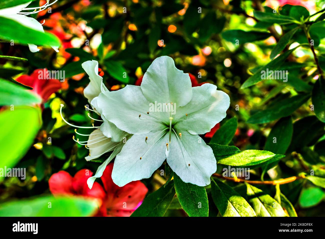 The white flowers of Indian azalea in bloom Stock Photo - Alamy