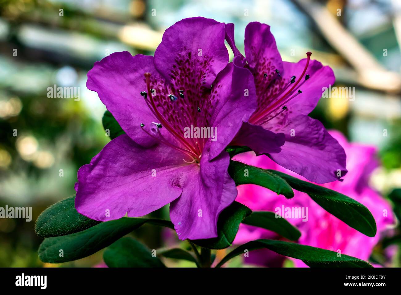 The velvet flowers of Indian azalea in bloom Stock Photo - Alamy