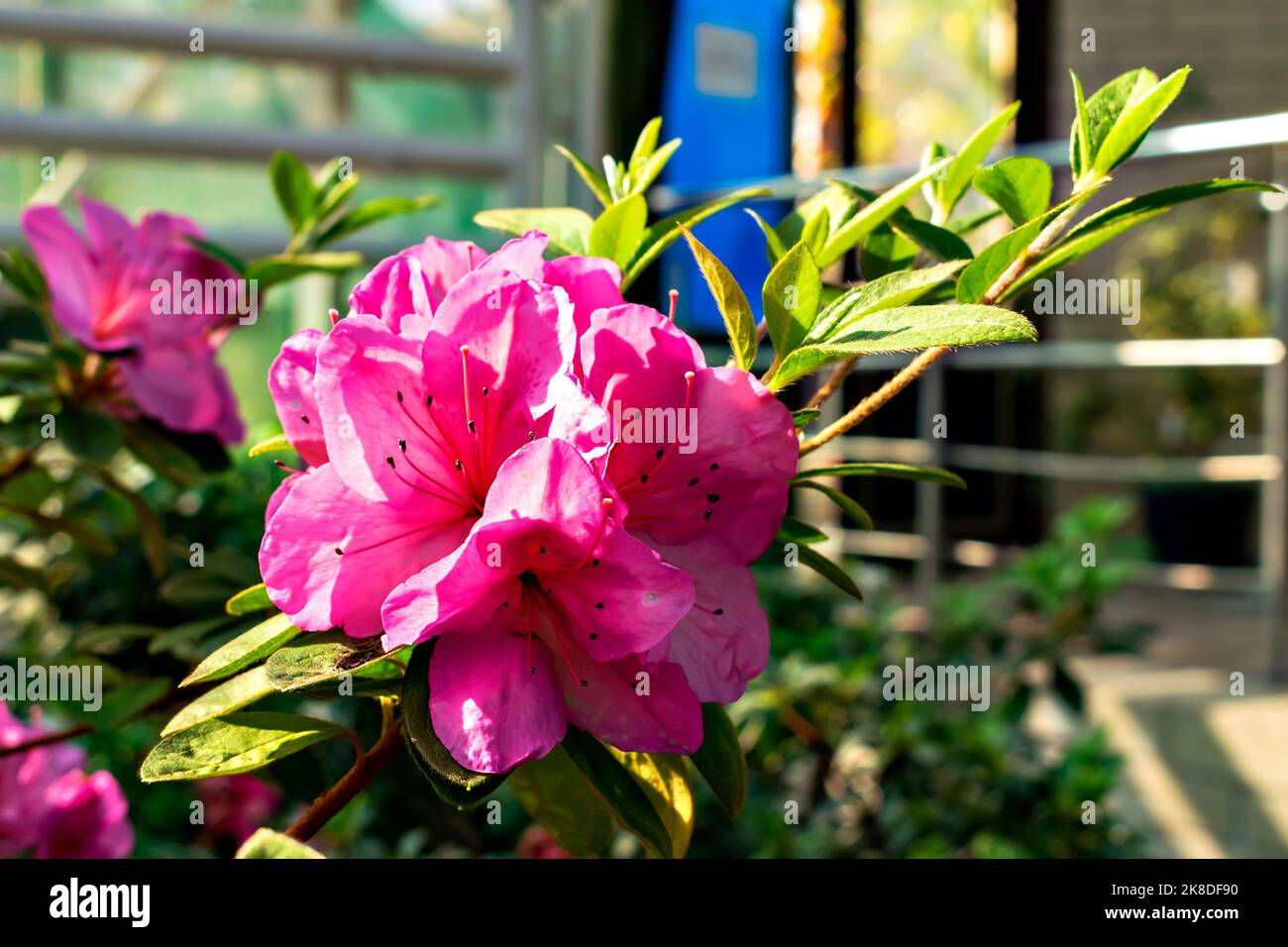 The pink flowers of Indian azalea in bloom Stock Photo - Alamy