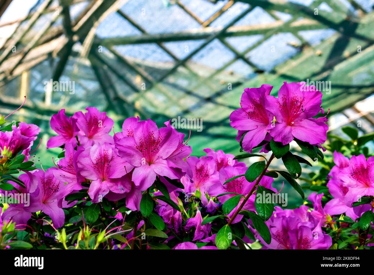 The pink flowers of Indian azalea in bloom Stock Photo - Alamy