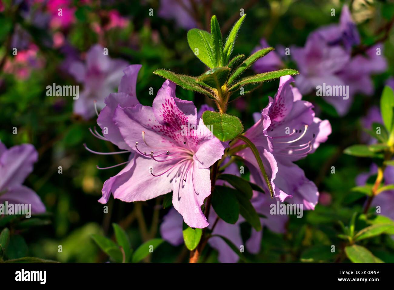 The velvet flowers of Indian azalea in bloom Stock Photo - Alamy