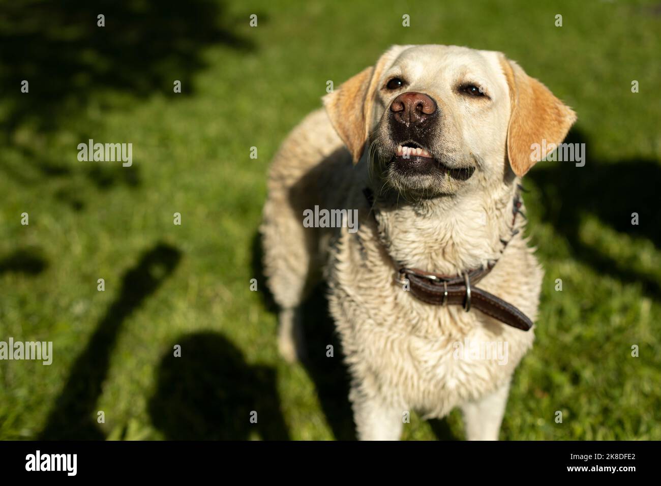 White Labrador in summer. Pet on walk. Animal on hot day Stock Photo ...