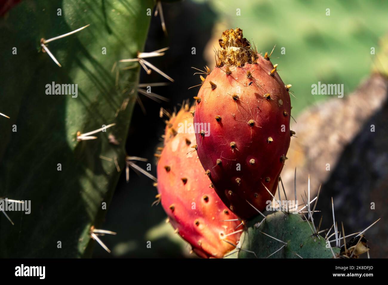 Prickly pear cactus close up with ripe prickly fruit, opuntia cactus ...