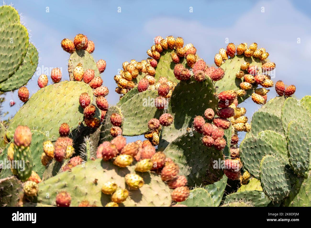Prickly pear cactus close up with ripe prickly fruit, opuntia cactus ...