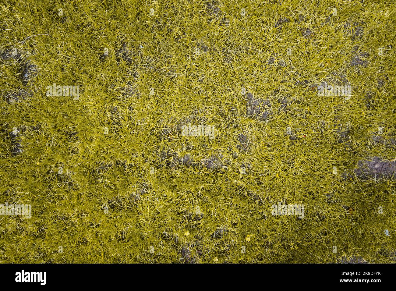 Texture of yellow grass seamless Stock Photo - Alamy