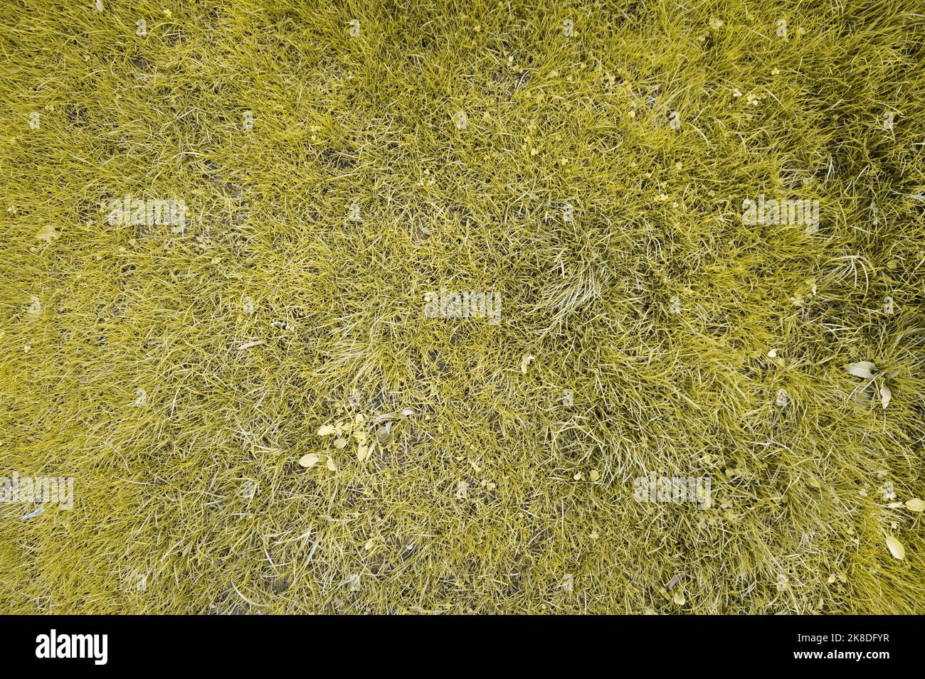 Texture of yellow grass seamless Stock Photo - Alamy