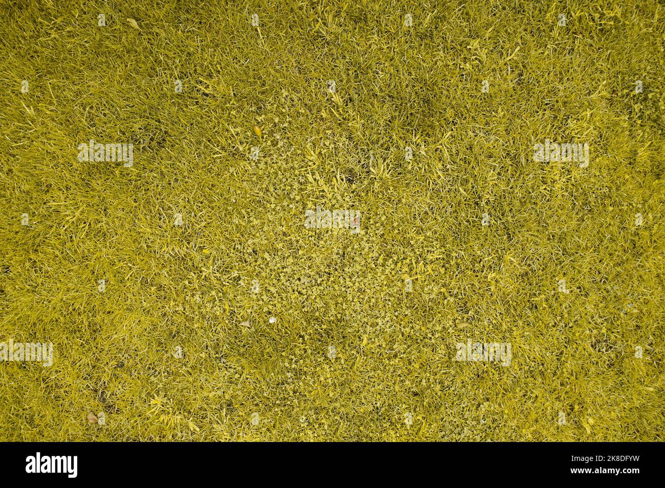 Texture of yellow grass seamless Stock Photo - Alamy