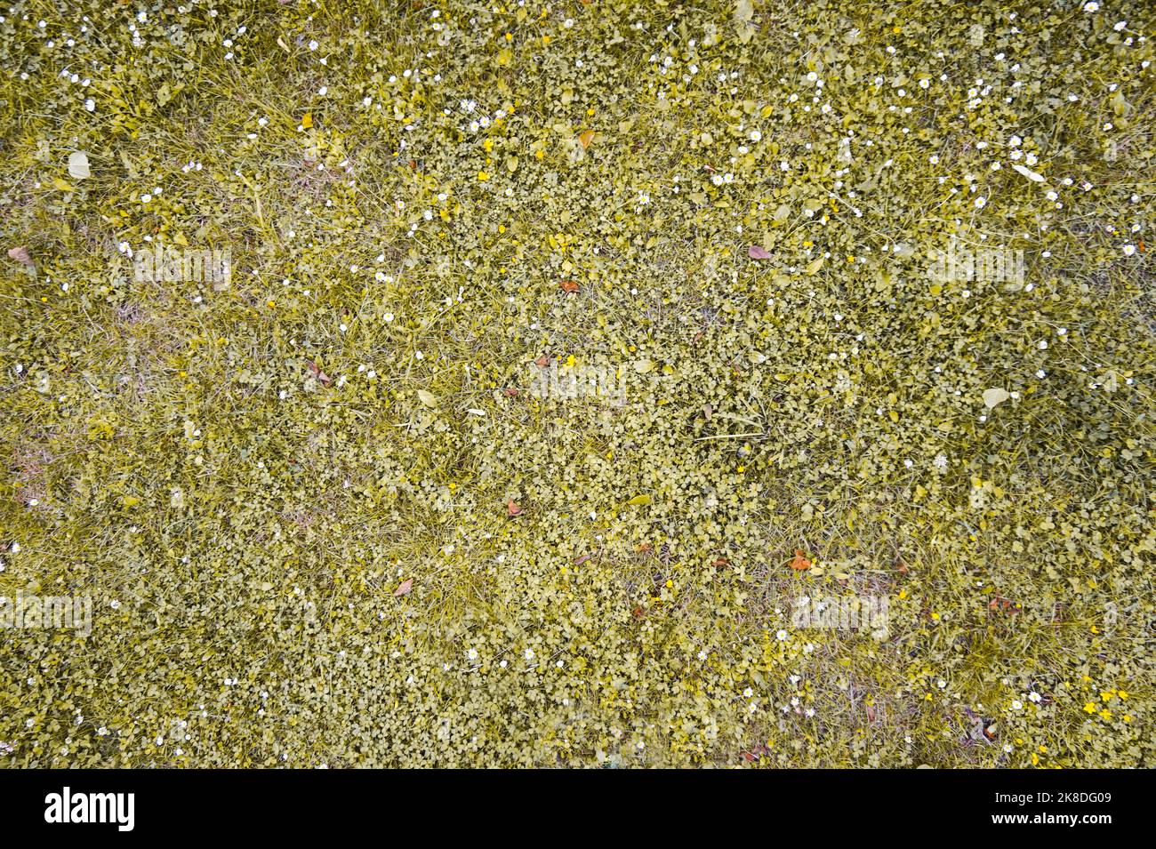 Texture of yellow grass seamless Stock Photo - Alamy