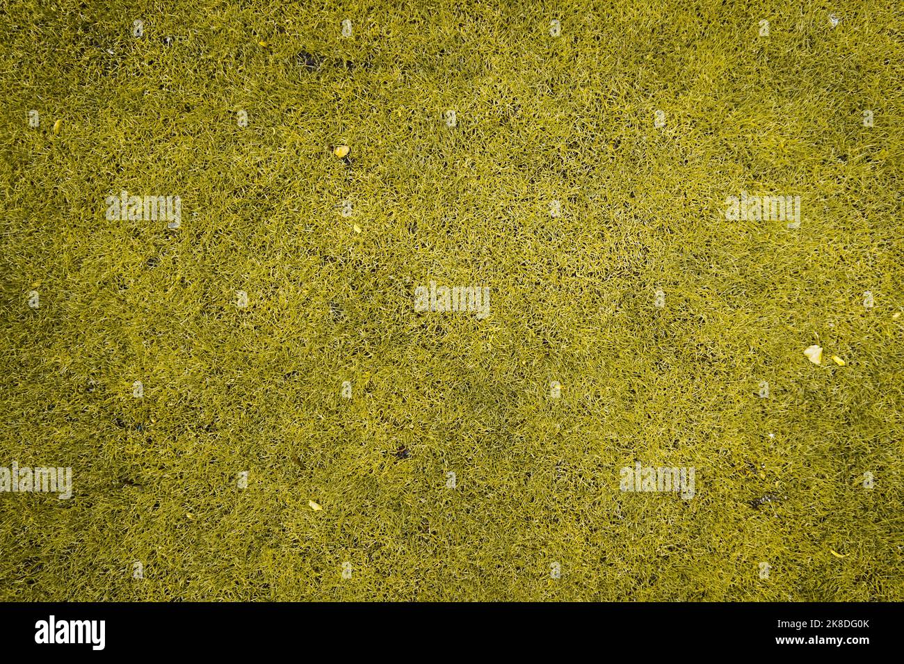 Texture of yellow grass seamless Stock Photo - Alamy
