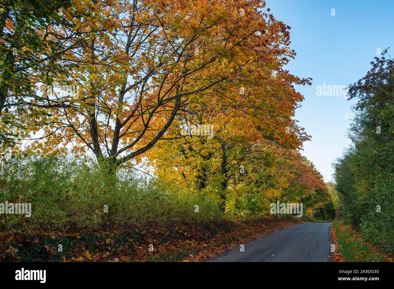 Acer Saccharum. Sugar Maple trees in autumn along a lane in the ...