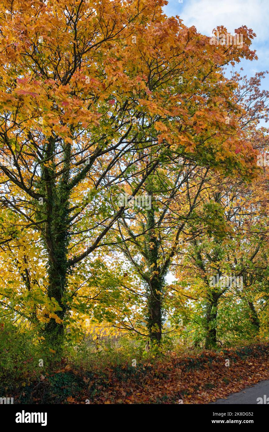 Acer Saccharum. Sugar Maple trees in autumn along a lane in the ...