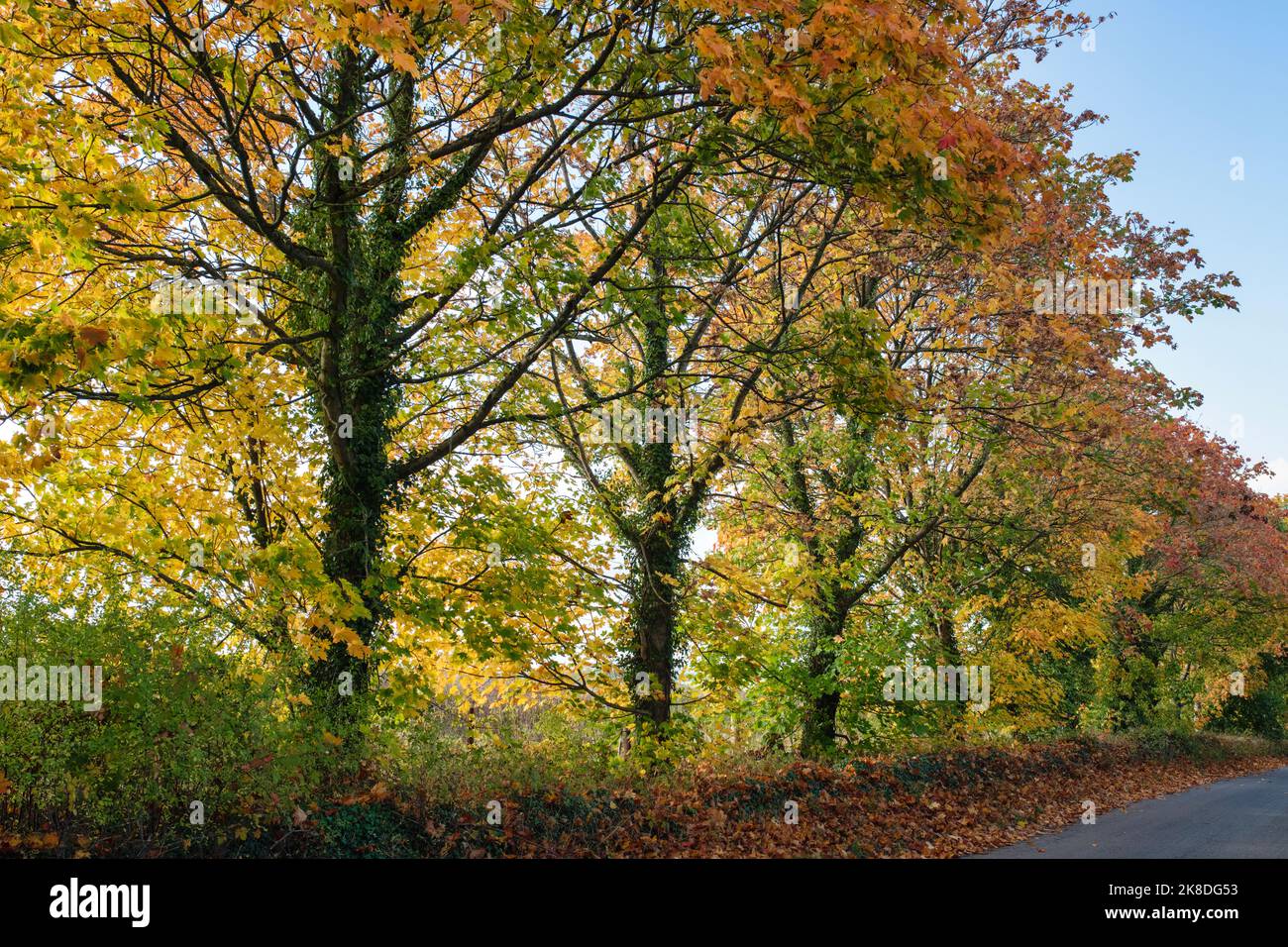 Acer Saccharum. Sugar Maple trees in autumn along a lane in the ...