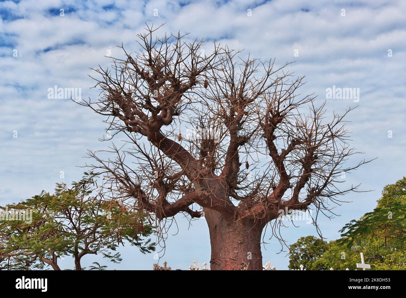 The baobab in the cemetry on Fadiouth island, Senegal Stock Photo - Alamy