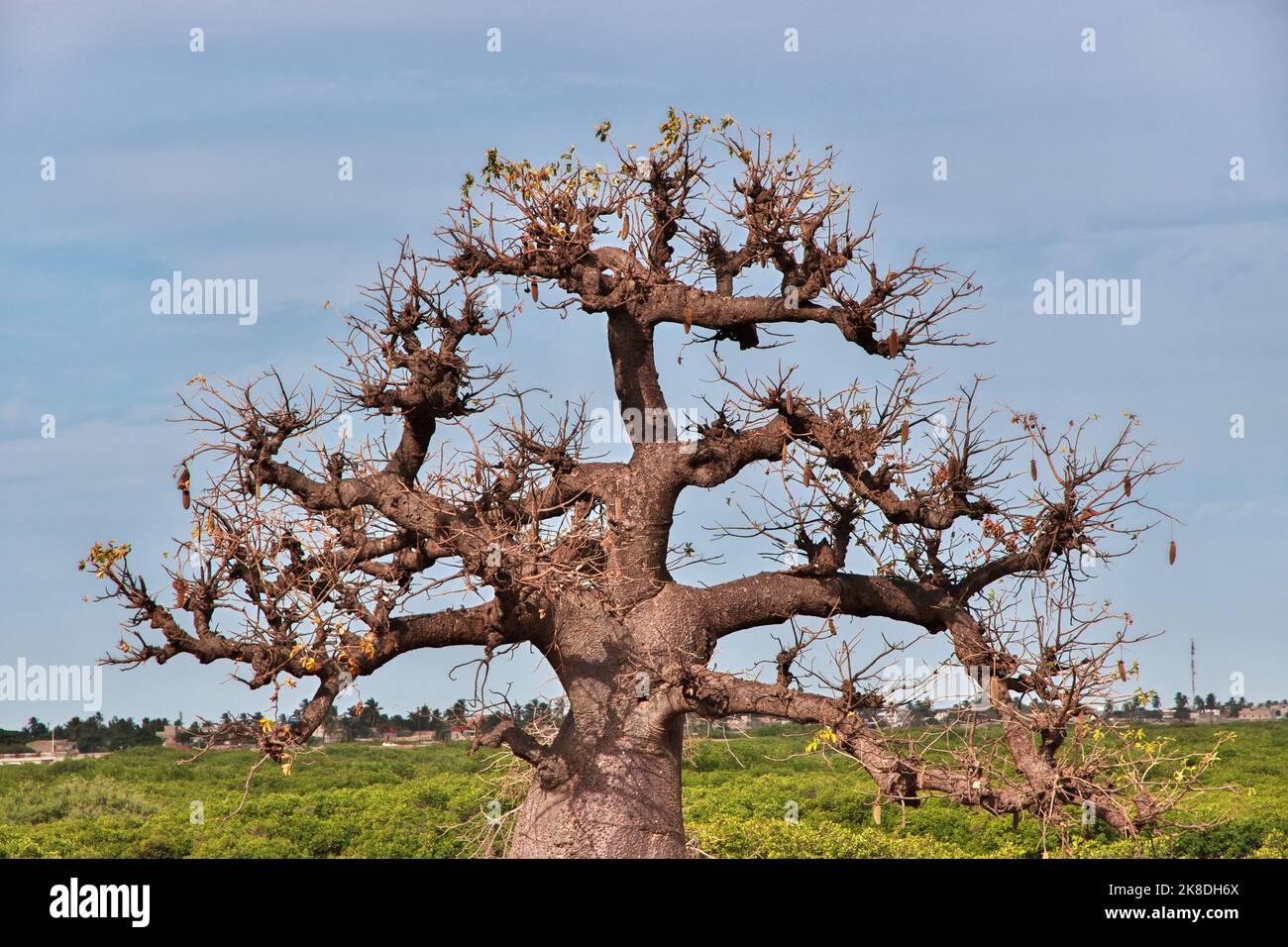 The baobab in the cemetry on Fadiouth island, Senegal Stock Photo - Alamy