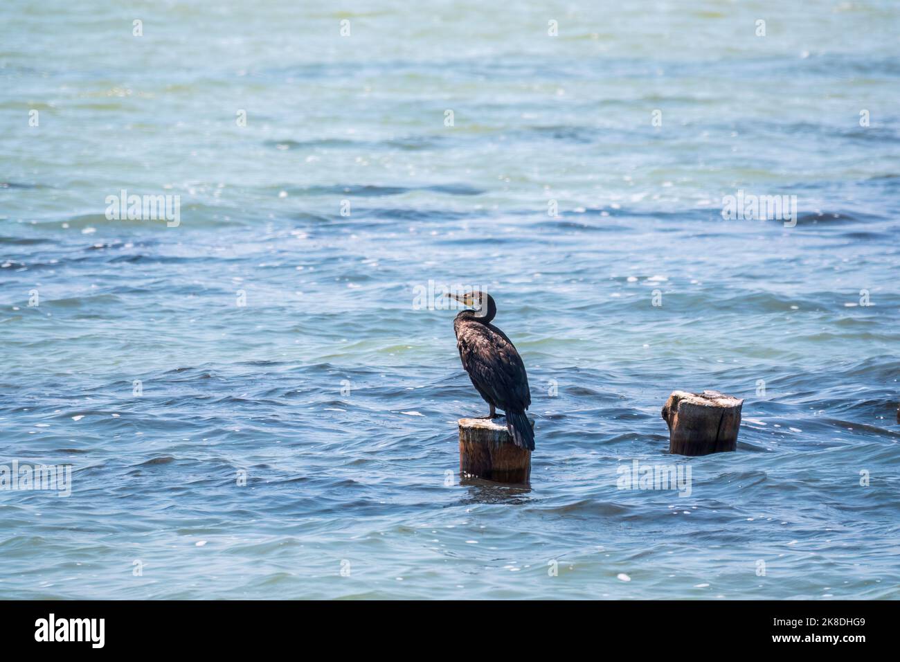 Black cormorant sits on a old sea pier. The great cormorant ...