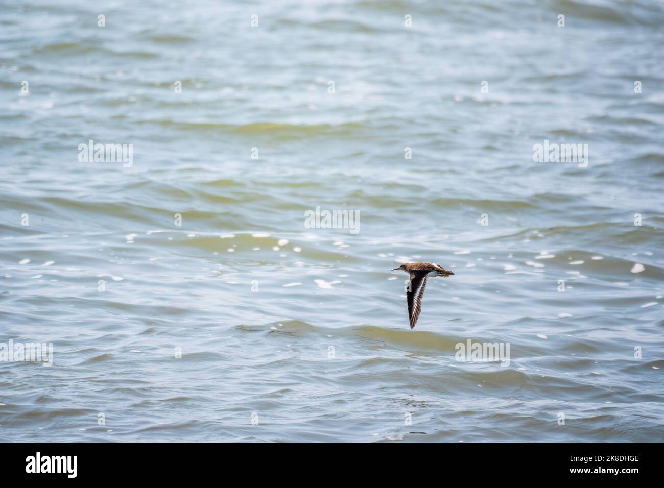 Common sandpiper, Actitis hypoleucos, flying over lake water. The ...