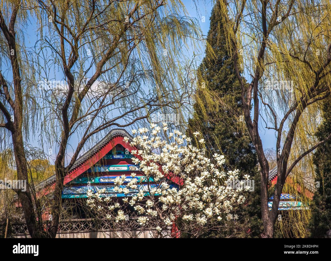 Wite Magnolias Green Willows Summer Palace Beijing China Stock Photo ...