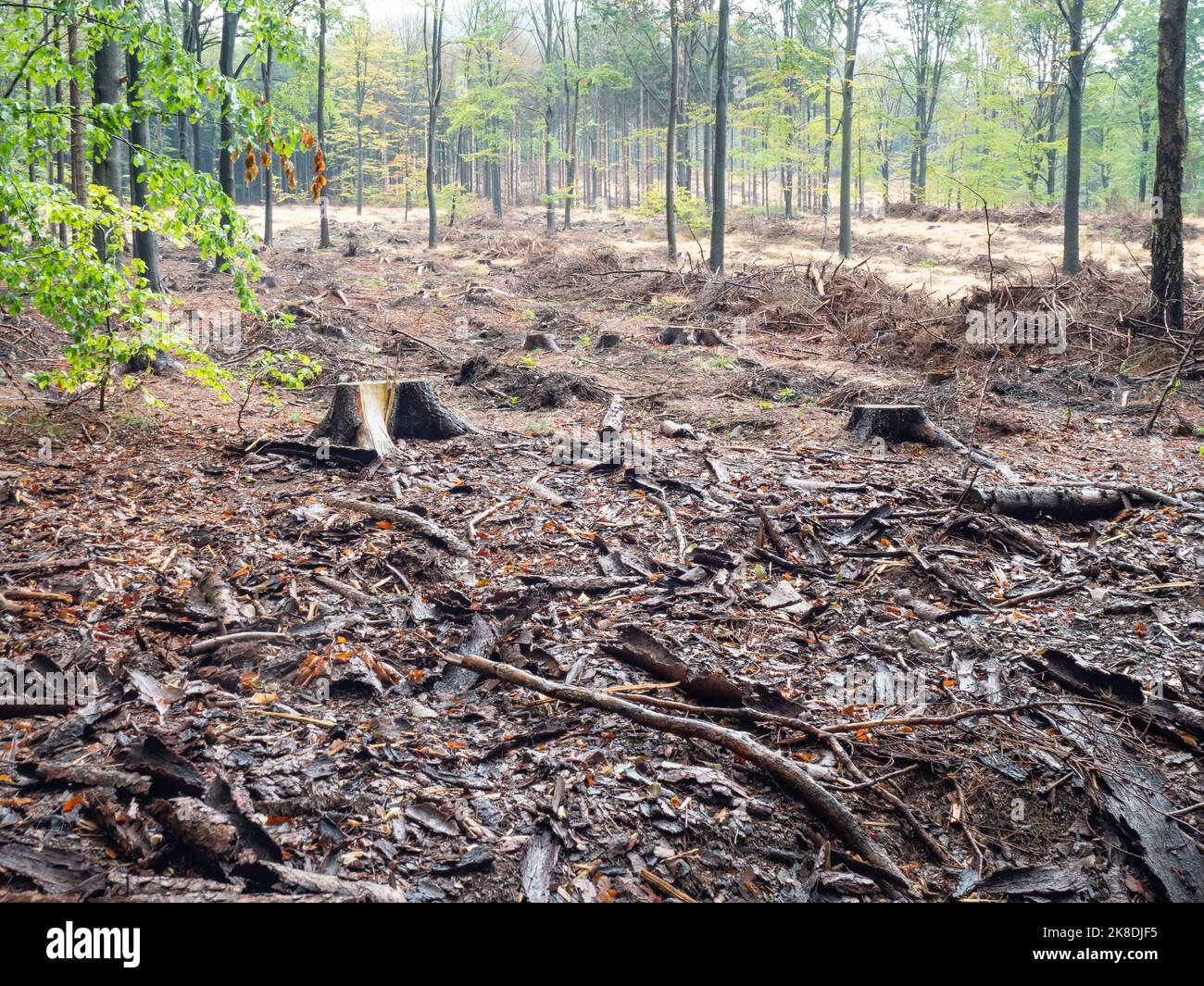 Felled trees that are infested with bark beetle. Wood lies in the ...