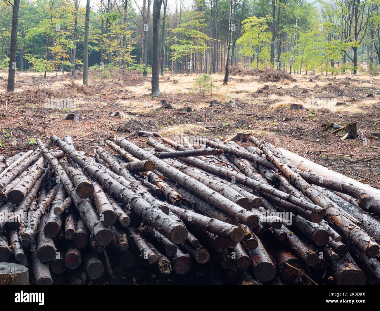 Rapid devastation of the young forest affected by overpopulation of the ...
