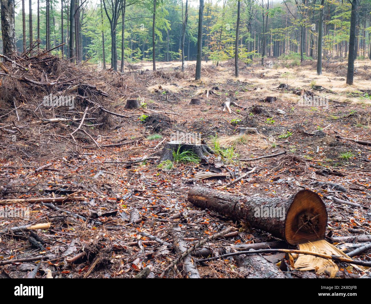 Nature problem. Rapid devastation of the young forest affected by ...